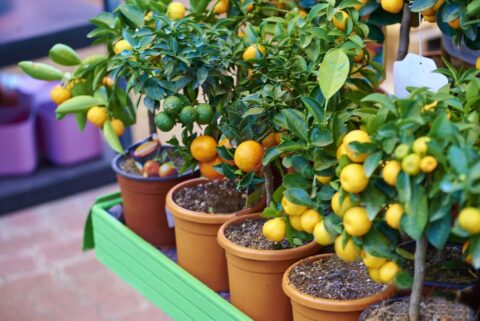 How to Grow Pretty Potted Fruit Trees Even In a Tiny Space | Just ...